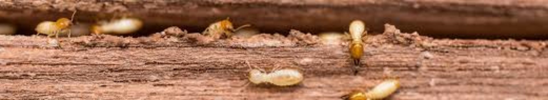 Termite Protection – Building Assistance Australia